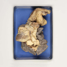 Sheep Pluck, Preserved, Heart with Aorta and Lungs with Trachea ...