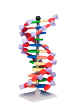 Molymod - DNA Model Kit, 12 Layer, Advanced - Southern Biological