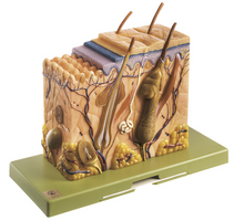 KS4 - Block Model of the Skin