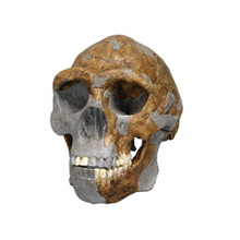 Homo erectus, 'Peking Man'