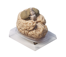 Somso Brain 8pt, Anatomical Model