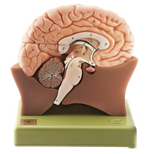 Somso Half of the Brain, Anatomical Model