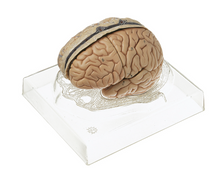 Somso Model of Brain