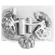 Zo7 - Kidneys of the Cow