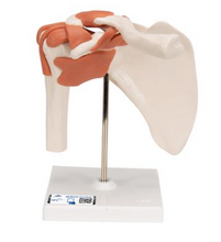 1000159 - Functional Shoulder Joint