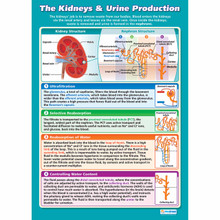 School Charts - The Kidneys & Urine Production - Southern Biological
