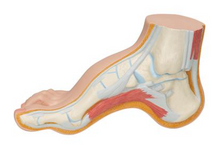 Anatomical Hollow Foot