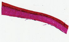 Mammal Tendon Slide, l.s., 7 µm, H&E - Southern Biological