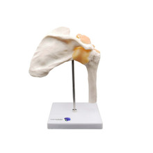 Anatomical Model Life-Size of Shoulder Joint - Southern Biological