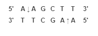 HindIII Restriction Enzyme (10uL) - Southern Biological