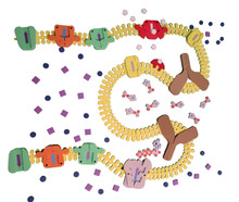 Synapse Construction Kit© - Southern Biological