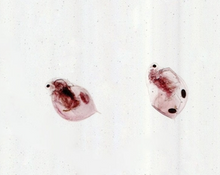 Daphnia, microscope slide, wm - Southern Biological