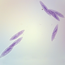 Basic Biology Microscope Slide Set