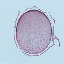From Egg to Tadpole Microscope Slide Set
