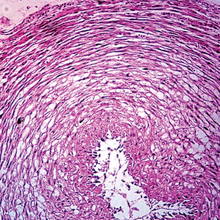 Basic Connective Tissue Microscope Slide Set