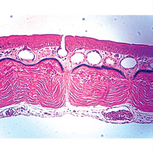Integument Types Microscope Slide Set