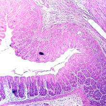 Digestive Tract Microscope Slide Set