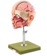Somso Model of the Head