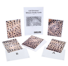 Cell Division: Mitosis Study Cards, Set of 32 - Southern Biological