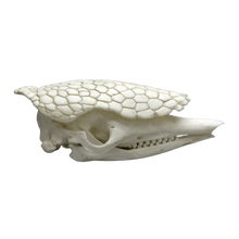 Common Armadillo Skull - Southern Biological