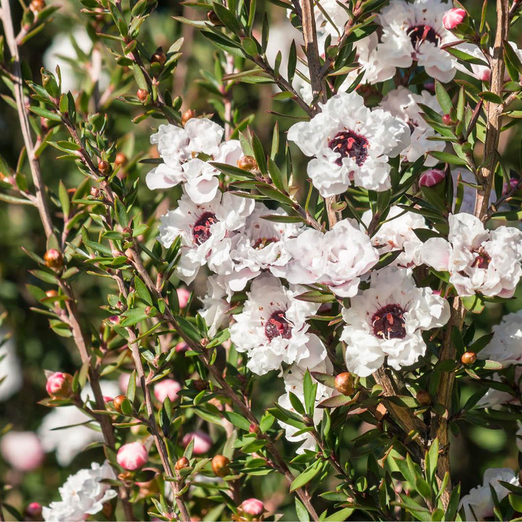 Manuka Honey Guide: Your Manuka Honey Questions Answered! - HealthPost NZ