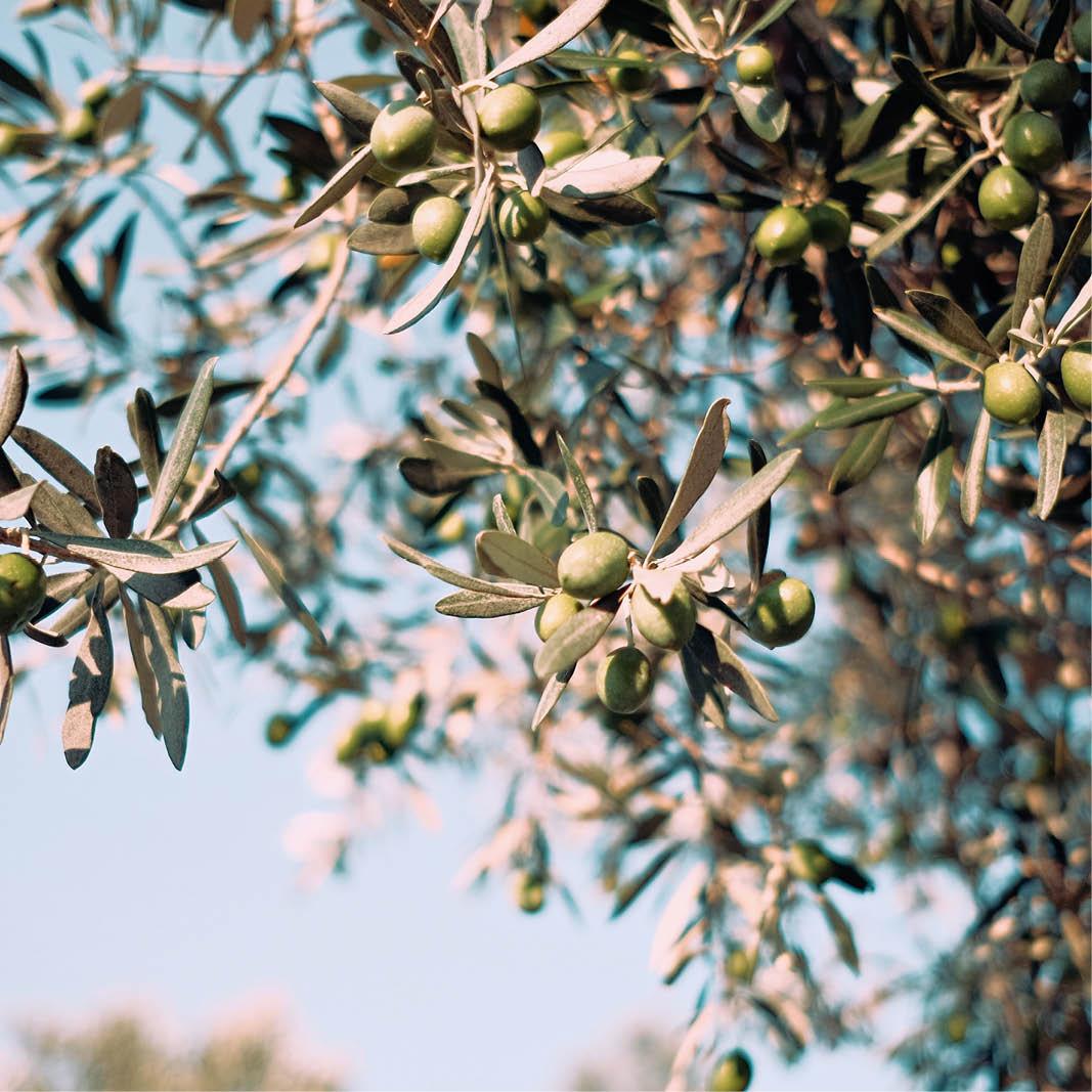 What makes Olive Leaf Extract so Good? - HealthPost NZ