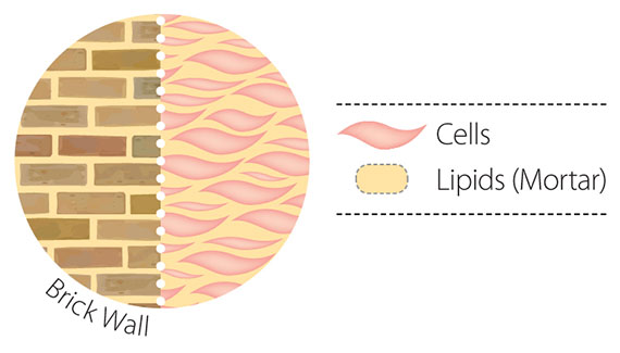 The miracle of the skins lipid layer! - HealthPost NZ
