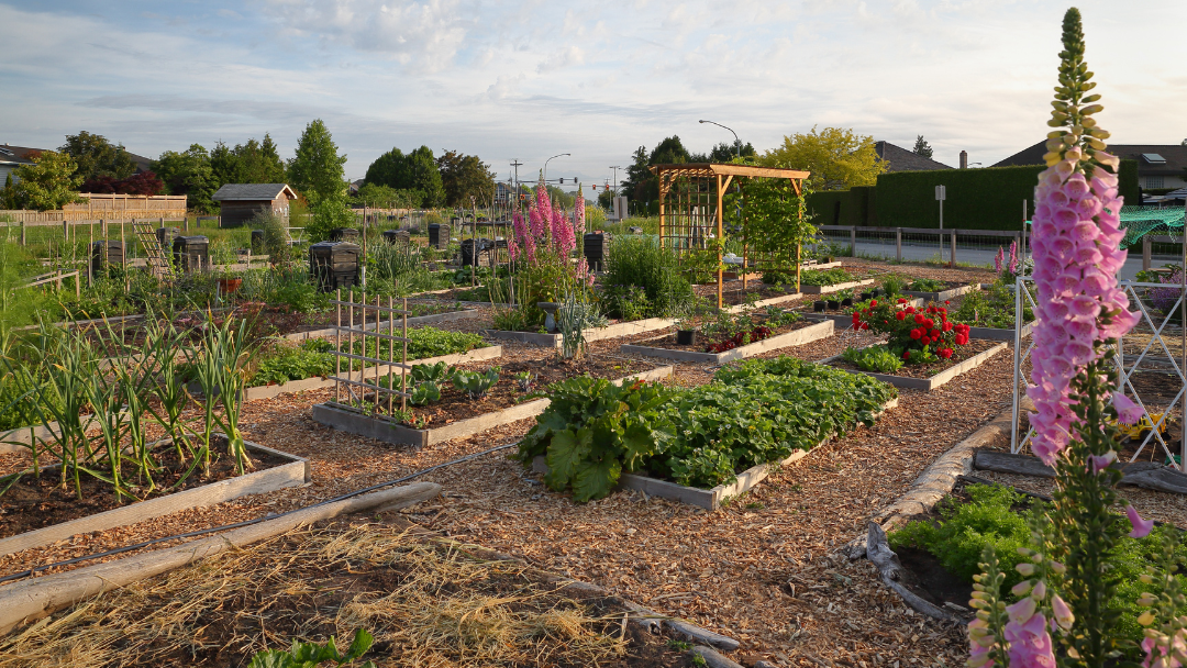 London allotment costs: the 2023 report - GTSE UK