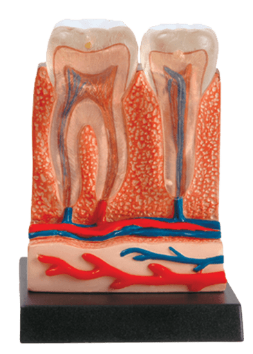 Teeth Model