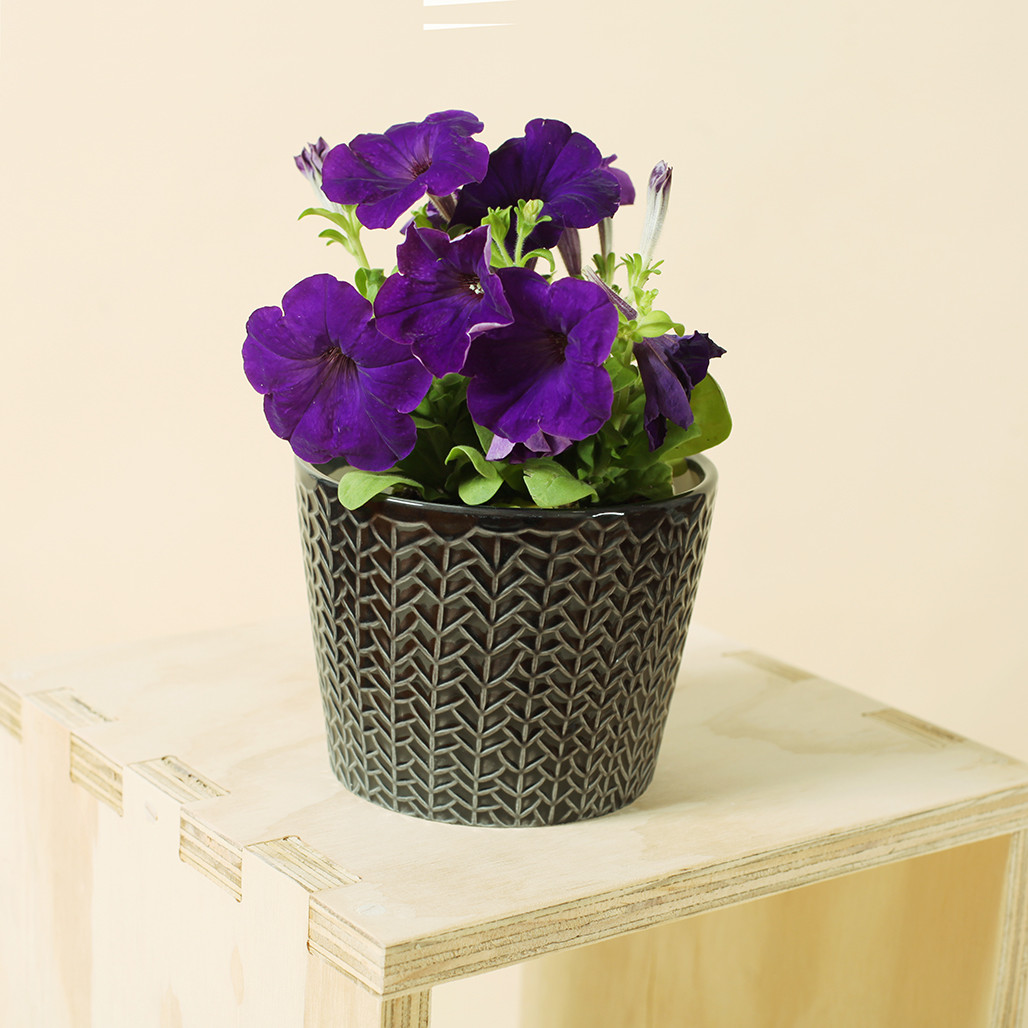 EMBOSSED BLACK LEAF PATTERN SET 3 - DHP0088-3 Black - Bronrob