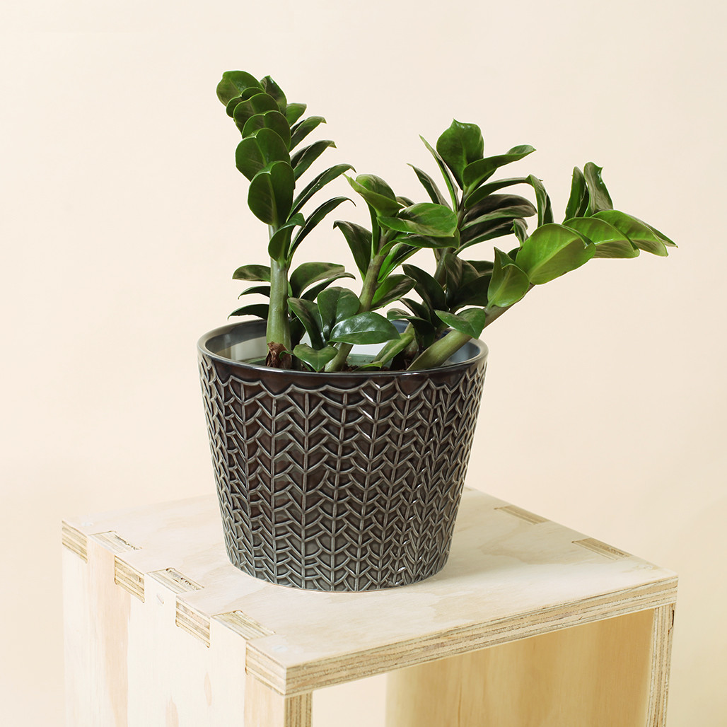 EMBOSSED BLACK LEAF PATTERN SET 3 - DHP0088-3 Black - Bronrob