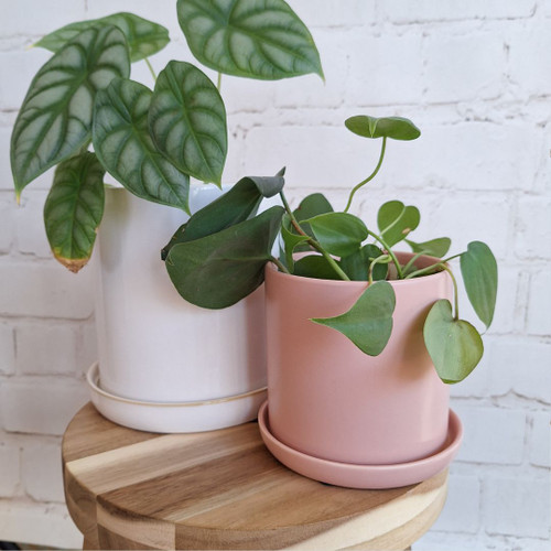 Pots - Page 2 - Bronrob