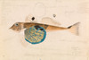 Art Prints of Butterfly Gurnard Lepidotrigla Vanessa by Arthur Bartholomew