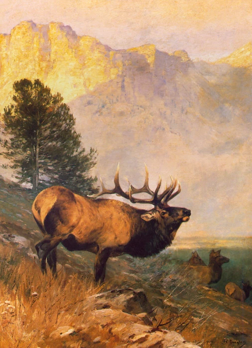 Art Prints of Young Bull by Carl Rungius