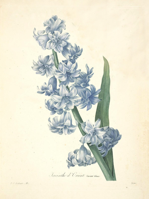 Art Prints of Hydrangea-Or-Hortensia, Plate 120 by Pierre-Joseph Redoute