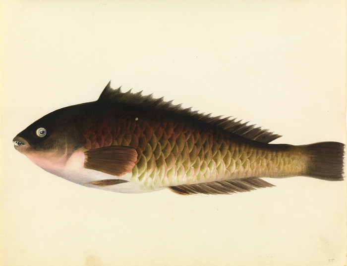 Art Prints of Stargazer Fish by W. B. Gould