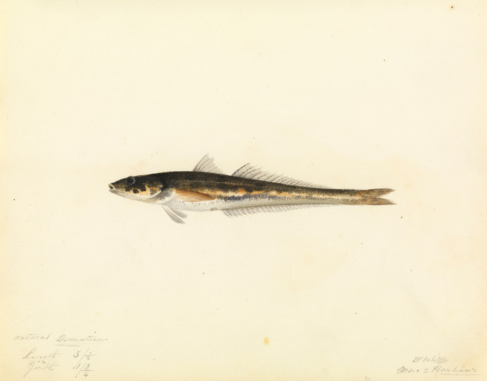 Art Prints of Stargazer Fish by W. B. Gould