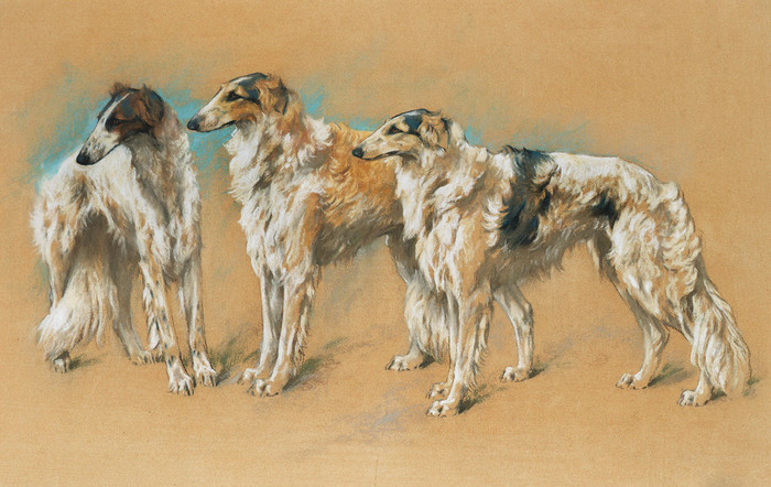 Art Prints of Three Borzoi by Arthur Wardle