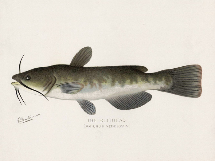 Art Prints of Bullhead by Sherman Foote Denton