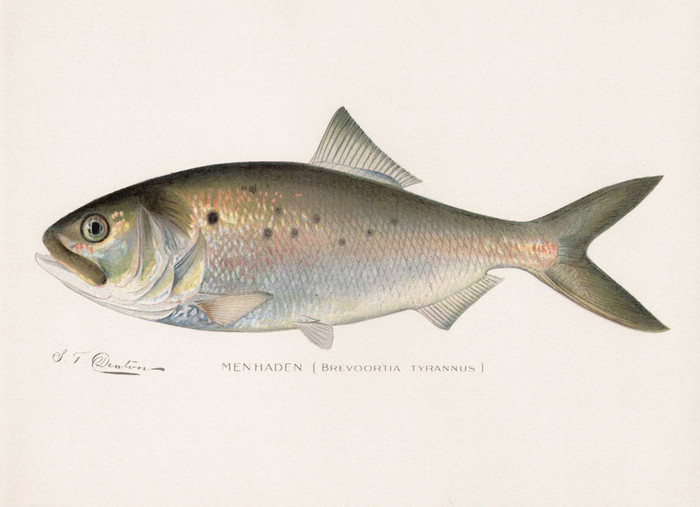 Art Prints of Menhaden by Sherman Foote Denton