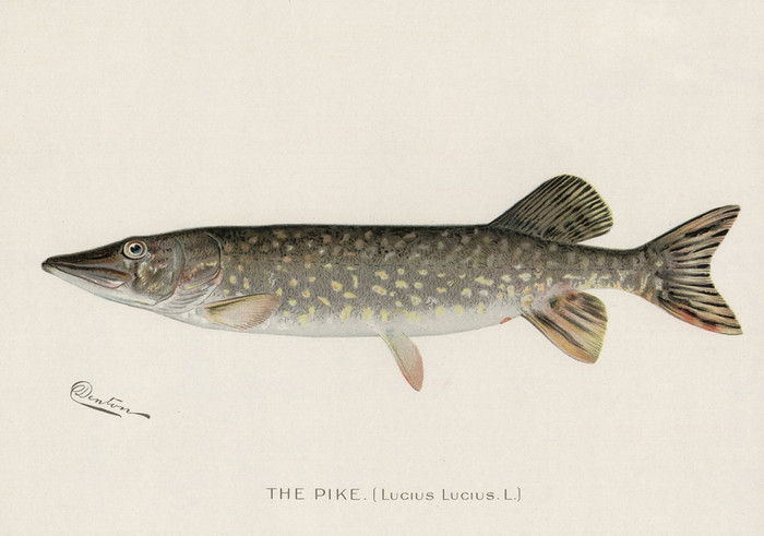 Art Prints of Pike by Sherman Foote Denton