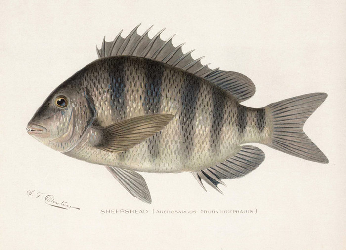 Art Prints of Sheepshead by Sherman Foote Denton