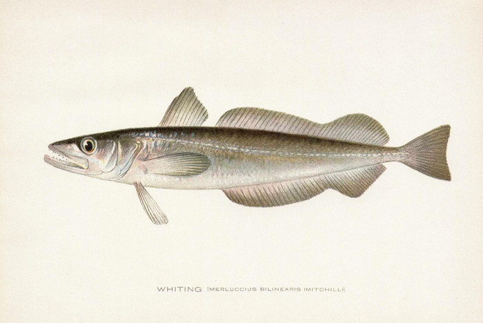 Art Prints of Whiting by Sherman Foote Denton