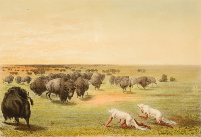 Art Prints of Buffalo Hunt, Under the White Wolf Skins by George Catlin