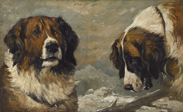 Art Prints of Study of a St. Bernard by John Emms