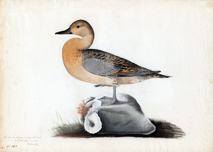 Art Prints of American Widgeon, Study by John James Audubon