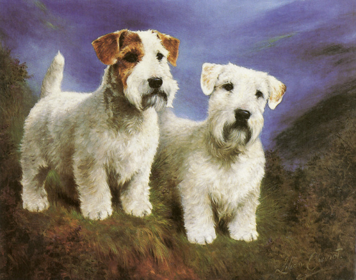 Art Prints of Sealyham Terrier, Head Studies by Lilian Cheviot
