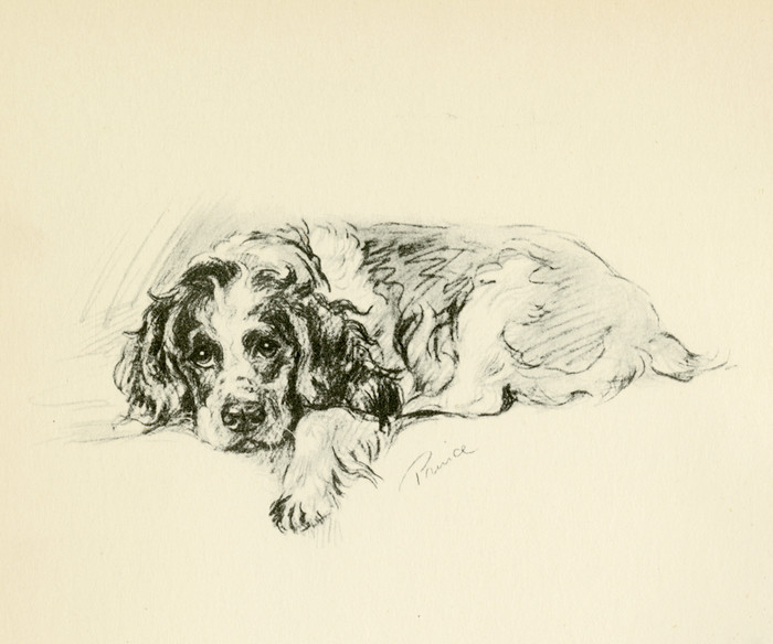 Art Prints of Cocker Spaniel, Prince by Lucy Dawson