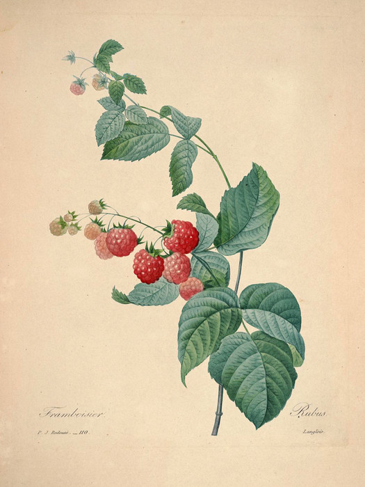 Art Prints of Raspberry, Plate 113 by Pierre-Joseph Redoute