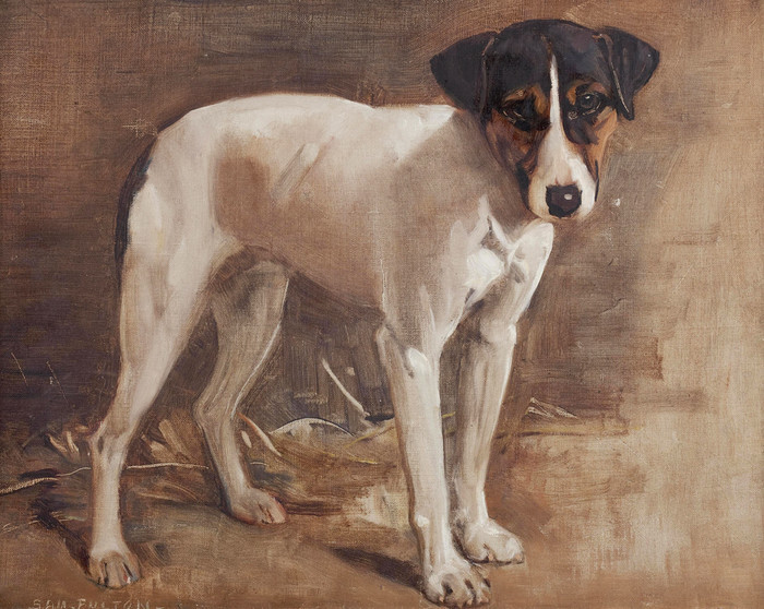 Art Prints of A Parsons Jack Russell, Study by Samuel Fulton